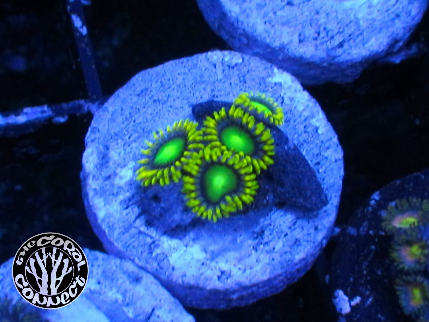 Coral ID – The Coral Connect